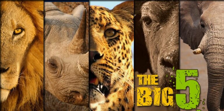 The Big 5 African Animals, Pictures, Facts And Best Videos
