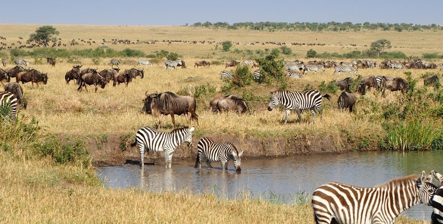 Maasai Mara National Reserve Facts, Map, Location & Packages