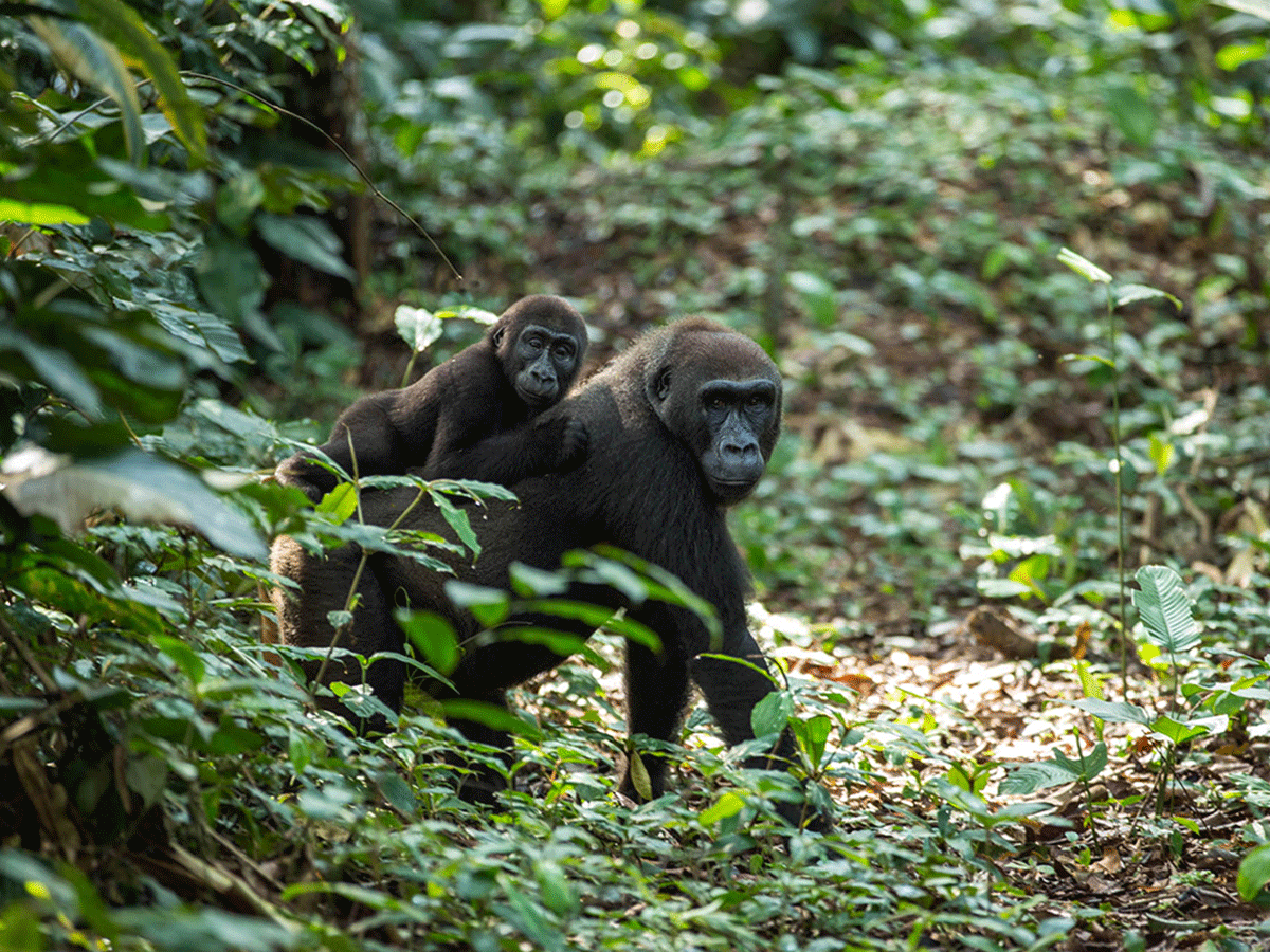 The Best Time To Visit Congo (DRC): A Month By Month Guide