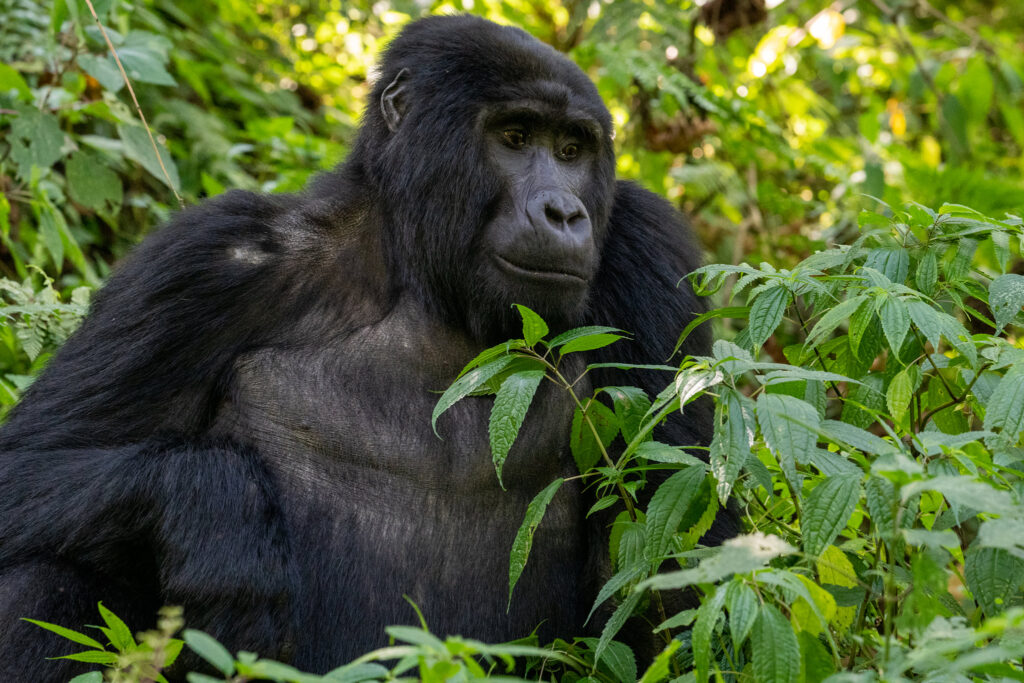 Virunga National Park | Location, History, Map,Facts & Tours