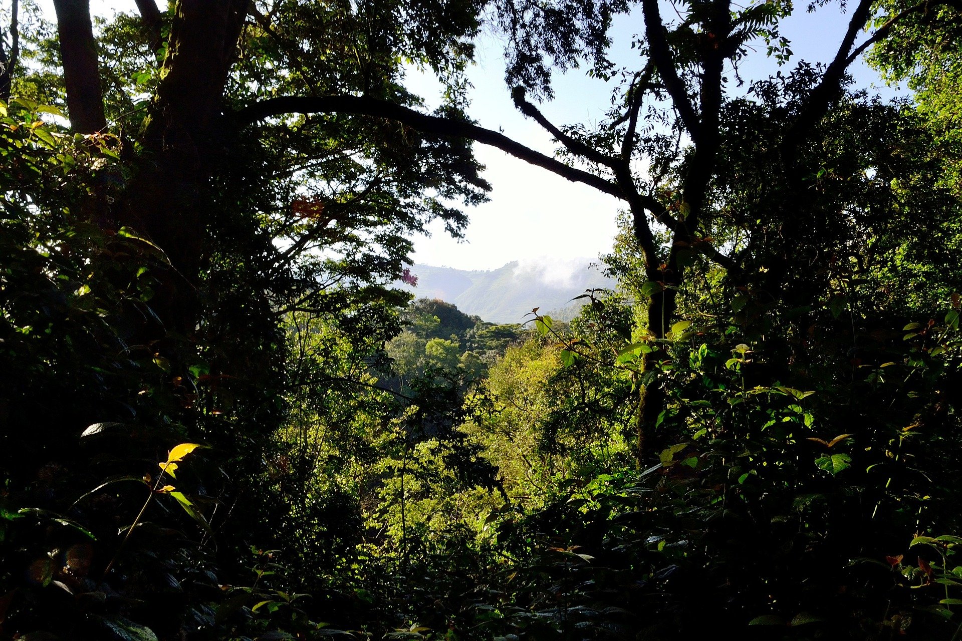 Kigwena Forest Nature Reserve & Best Burundi Holiday Tours