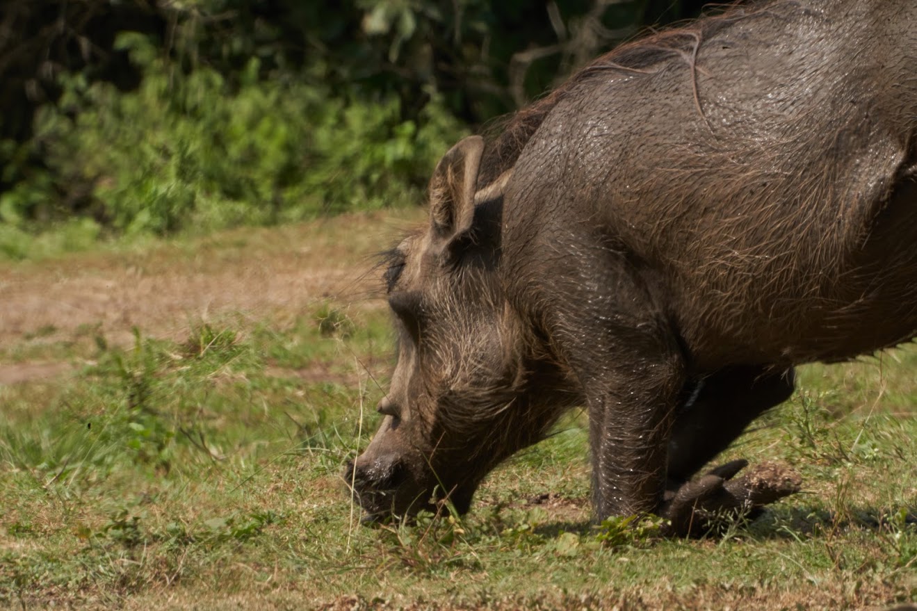 Best All-inclusive Long Congo Safaris, Holidays And Packages