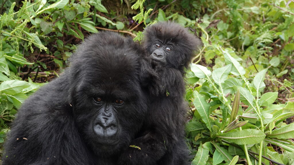 Remarkable Rwanda Gorillas And Akagera Wildlife Safari Tour