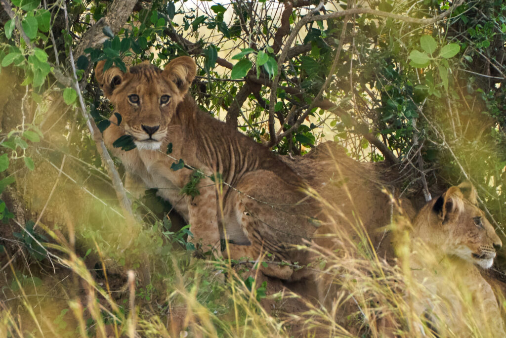 Lion Tracking Expert Guide In Queen Elizabeth National Park