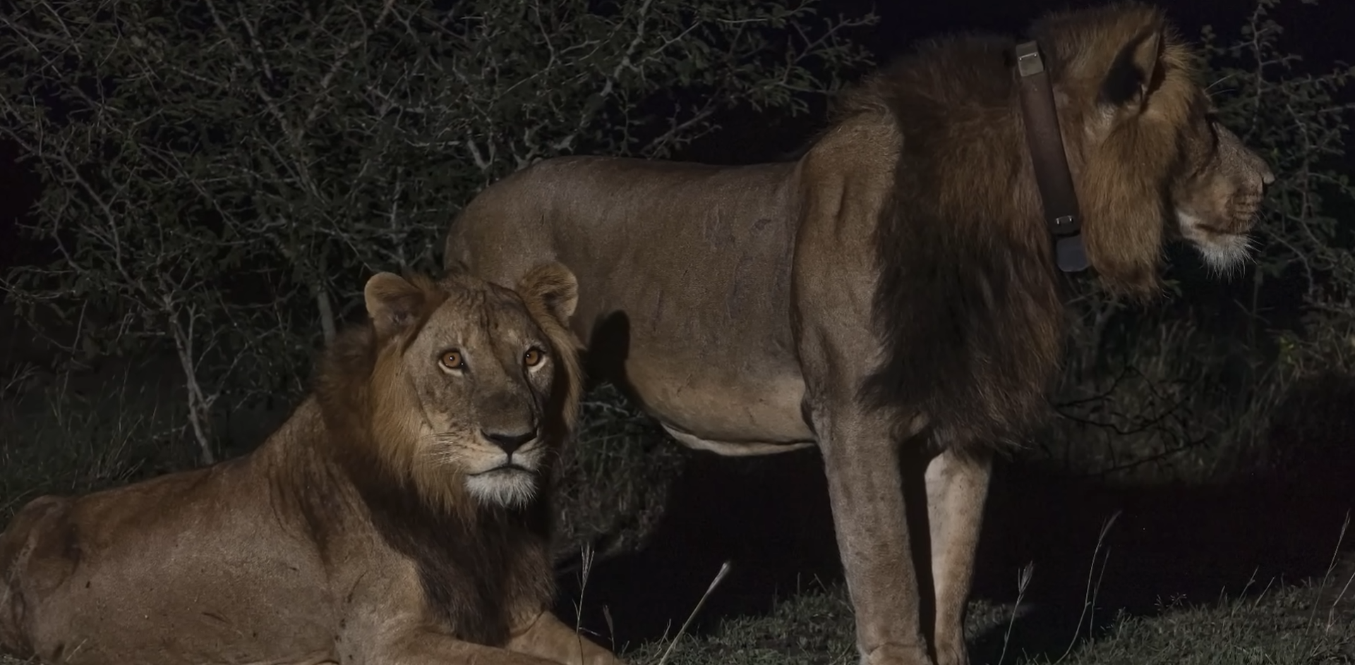 Uganda's Invincible Lion: 3 Legs And 9 Lives (Reality Facts)