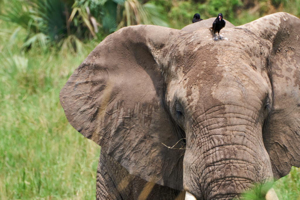 Nimule National Park-South Sudan Best Guide, Facts, Animals