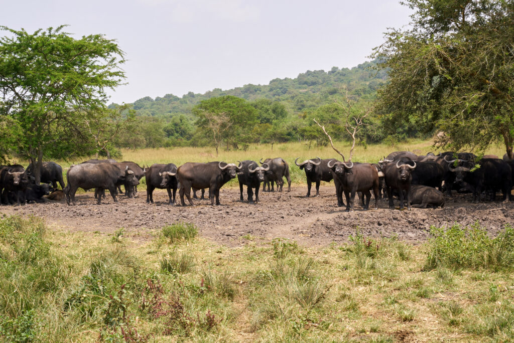 Best Iconic Wildlife Migrations In Africa, Facts And Seasons