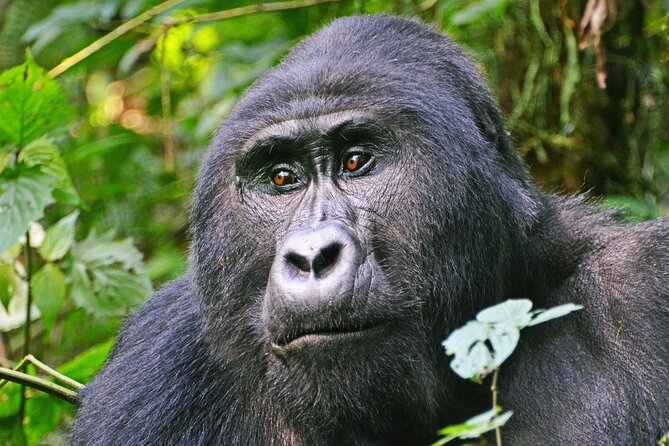 The Ultimate Nkuringo Sector Gorilla Trekking Guide, Bwindi!