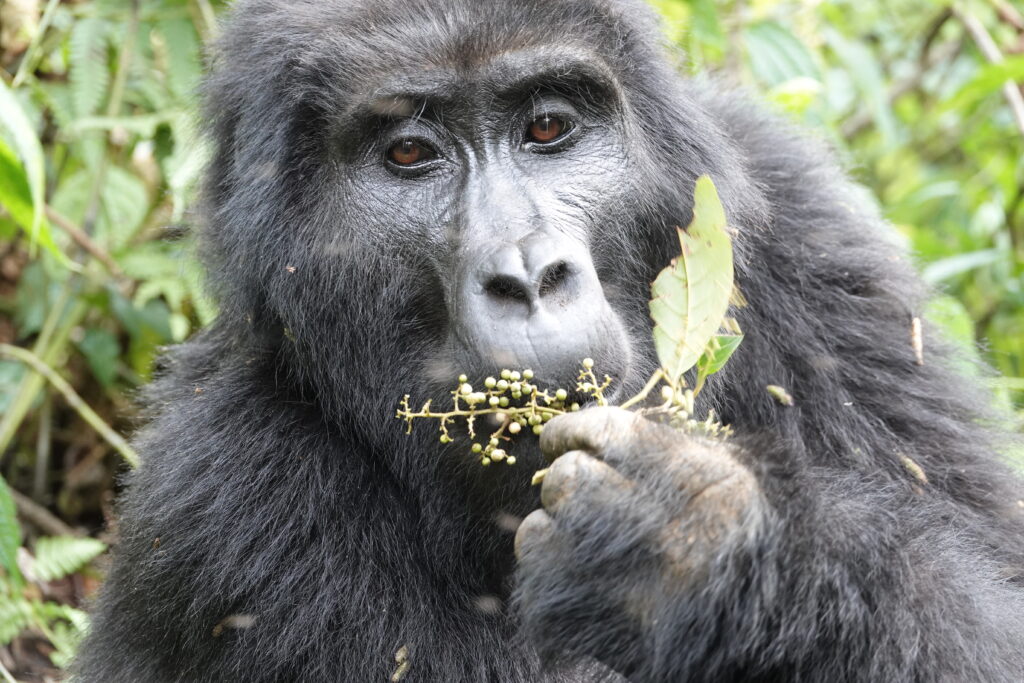 Do Primates Eat Meat? (Do Gorillas & Chimpanzees Eat Meat?)
