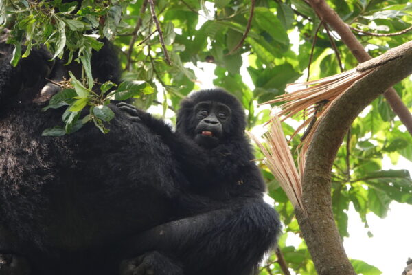 Ultimate 5-Day Primates Adventure Safari (Bwindi And Kibale)