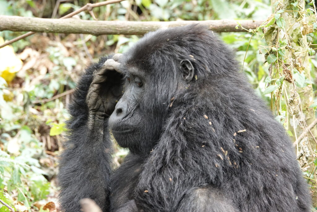Mountain Gorilla Population Distribution Graph 2026 Estimate